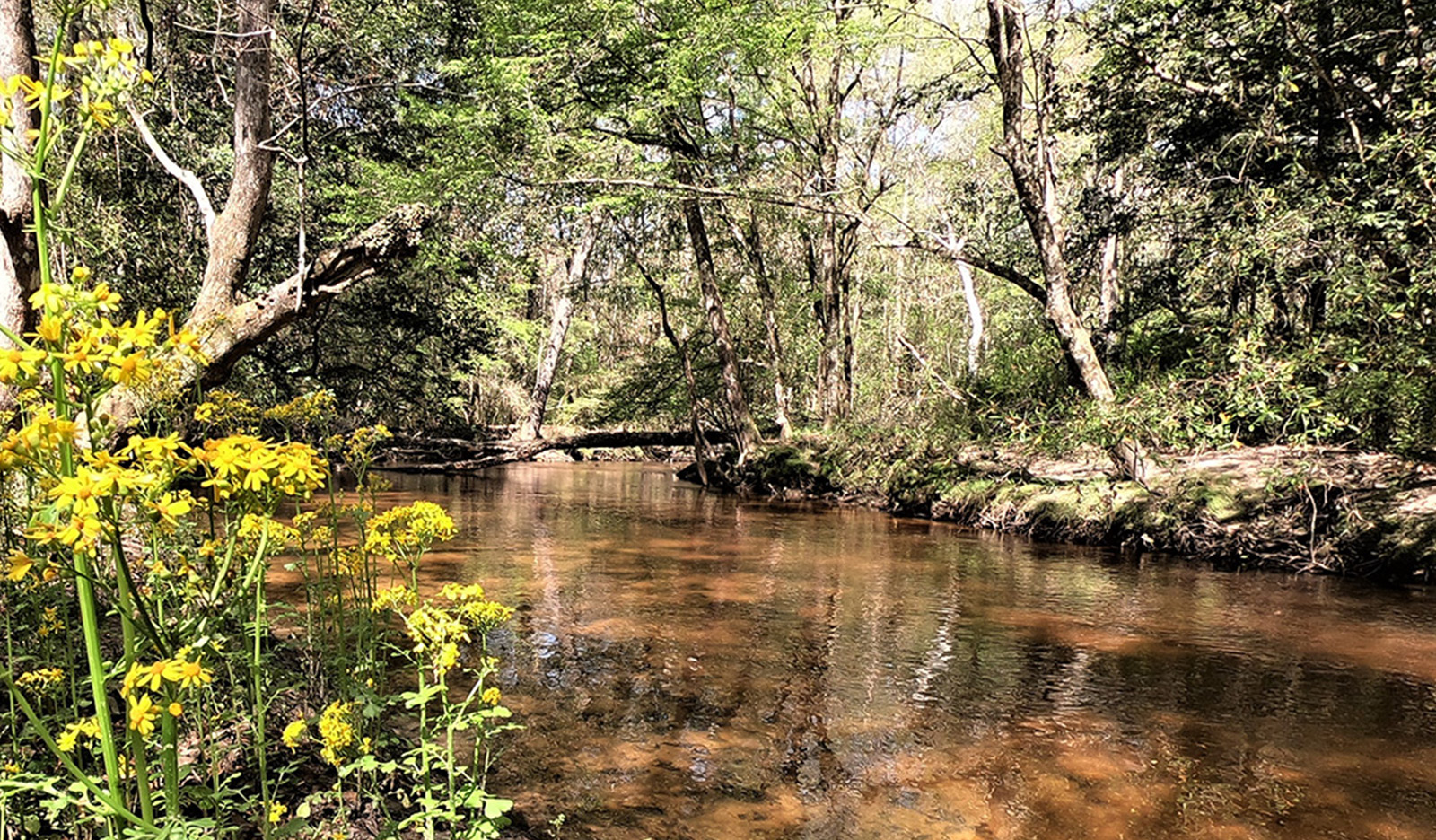 Georgia - Jon Kohler & Associates